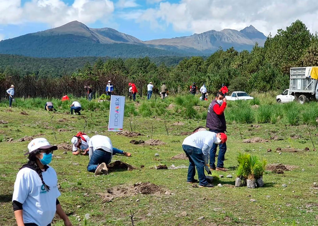 Sigue la campaña estatal de reforestación 2021 'Plantando el futuro ...